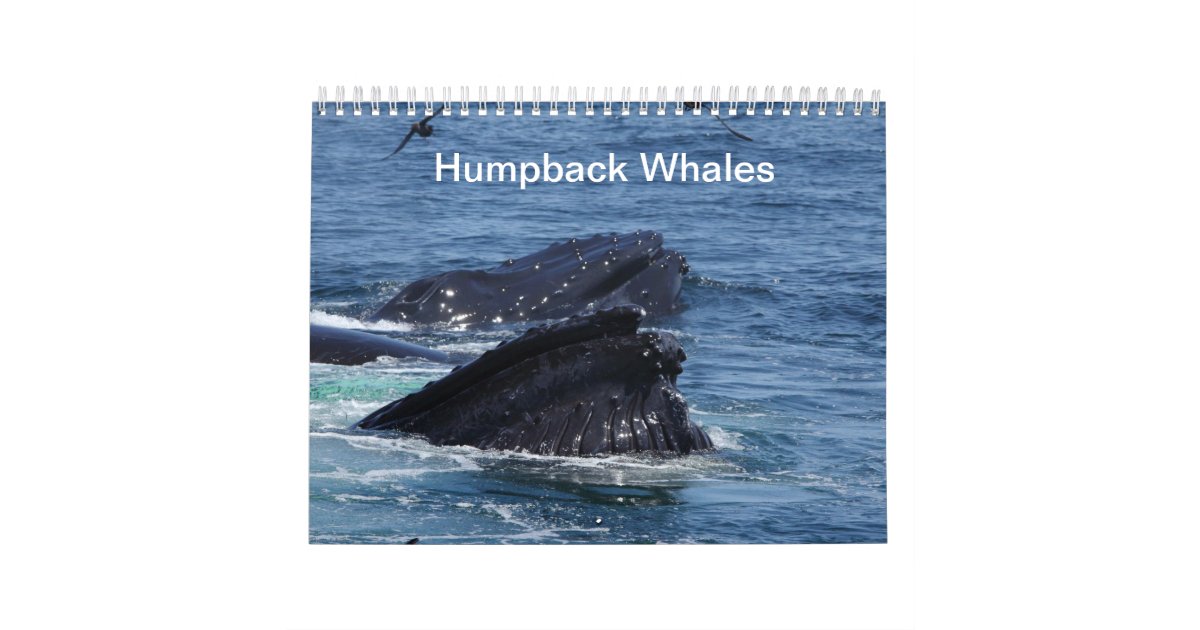 Humpback Whales calendar | Zazzle
