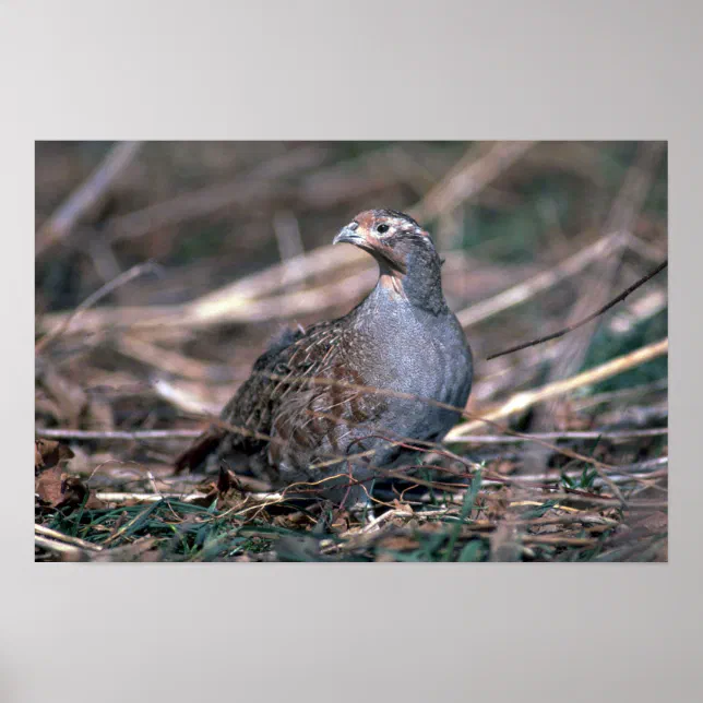 Hungarian partridge poster | Zazzle
