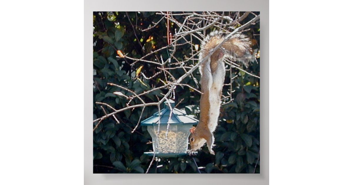 Hungry squirrel stealing food from the bird feeder poster | Zazzle
