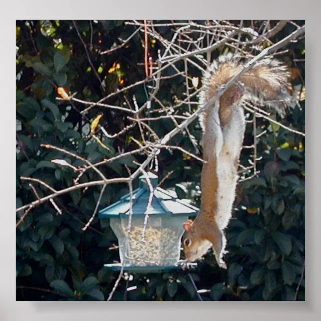 Hungry squirrel stealing food from the bird feeder poster | Zazzle