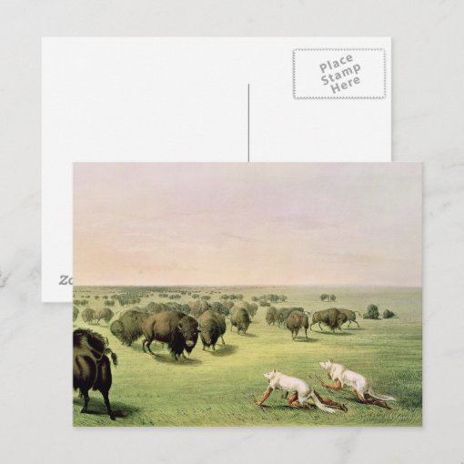 Hunting Buffalo Camouflaged Postcard | Zazzle