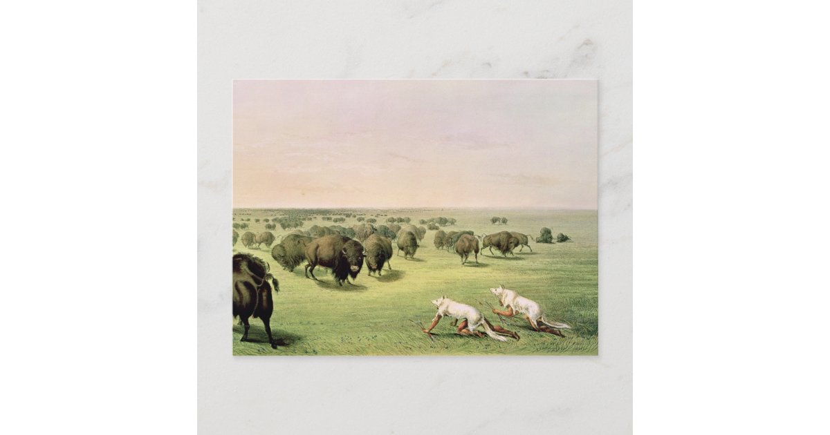 Hunting Buffalo Camouflaged Postcard | Zazzle
