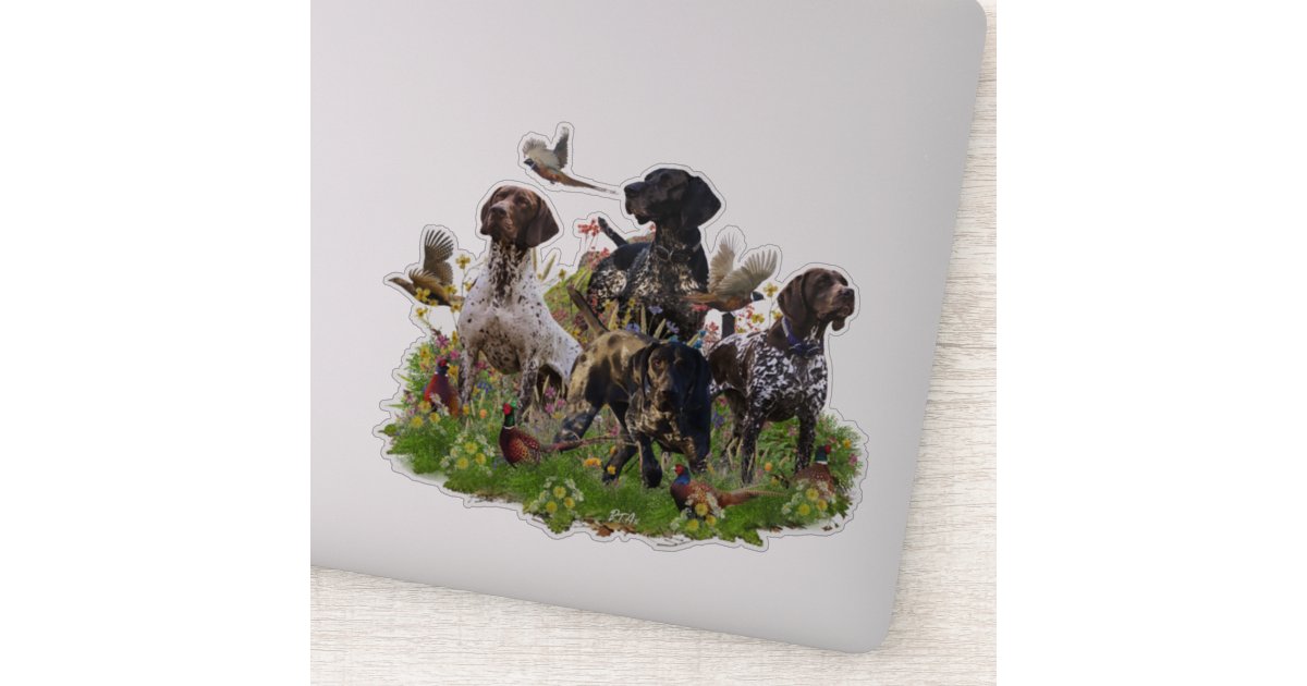 Hunting pheasant with GSP sticker | Zazzle