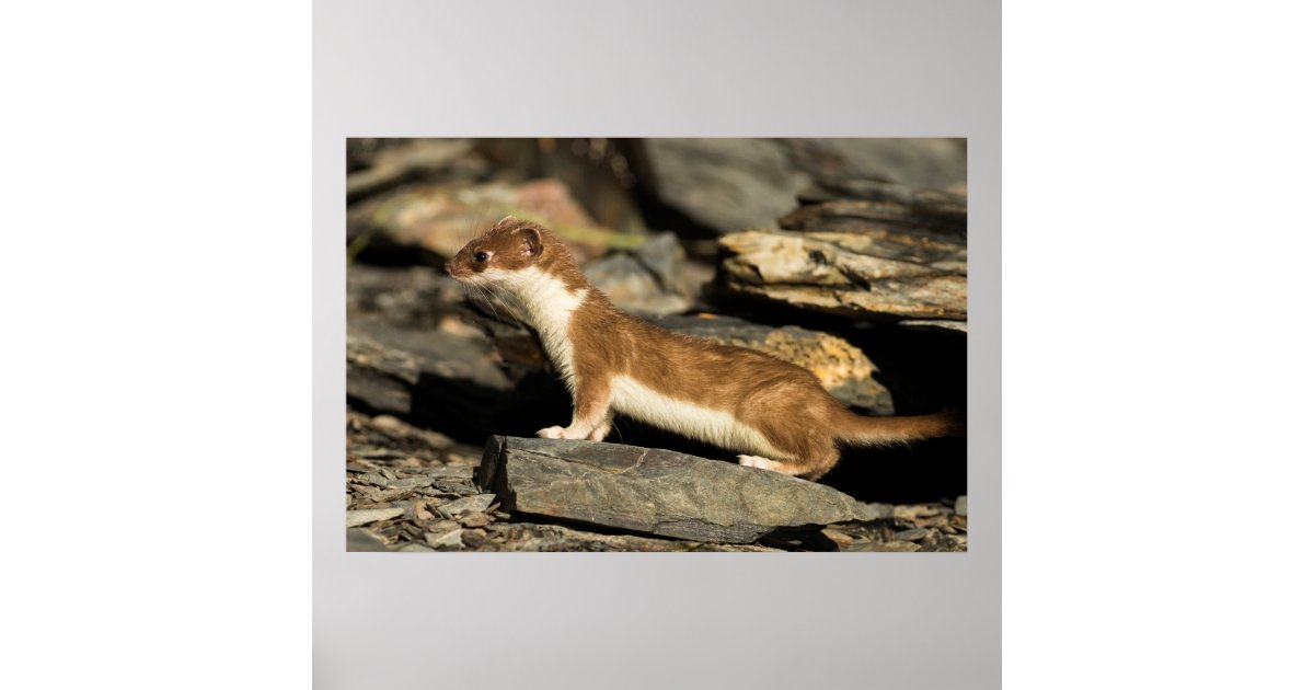 Hunting Weasel Poster | Zazzle