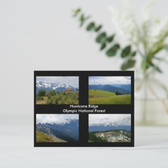Hurricane Ridge Postcard | Zazzle
