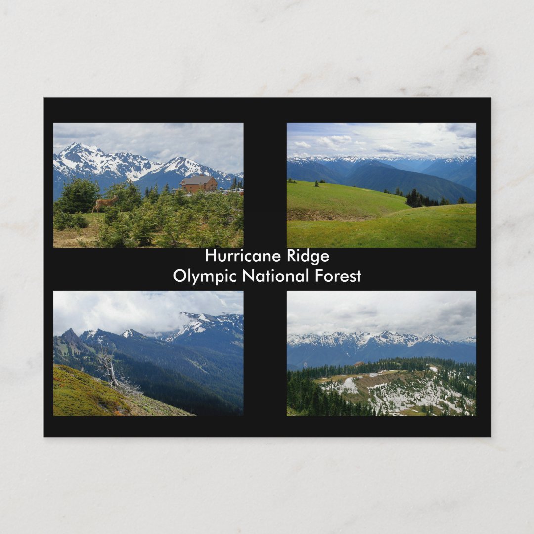 Hurricane Ridge Postcard | Zazzle