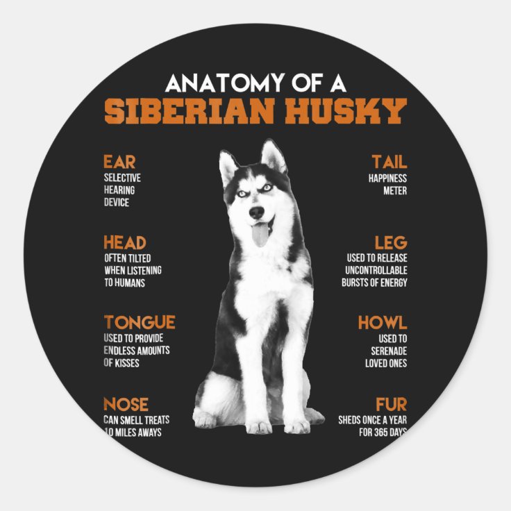 Husky | Anatomy Of Siberian Husky Dogs Classic Round Sticker | Zazzle
