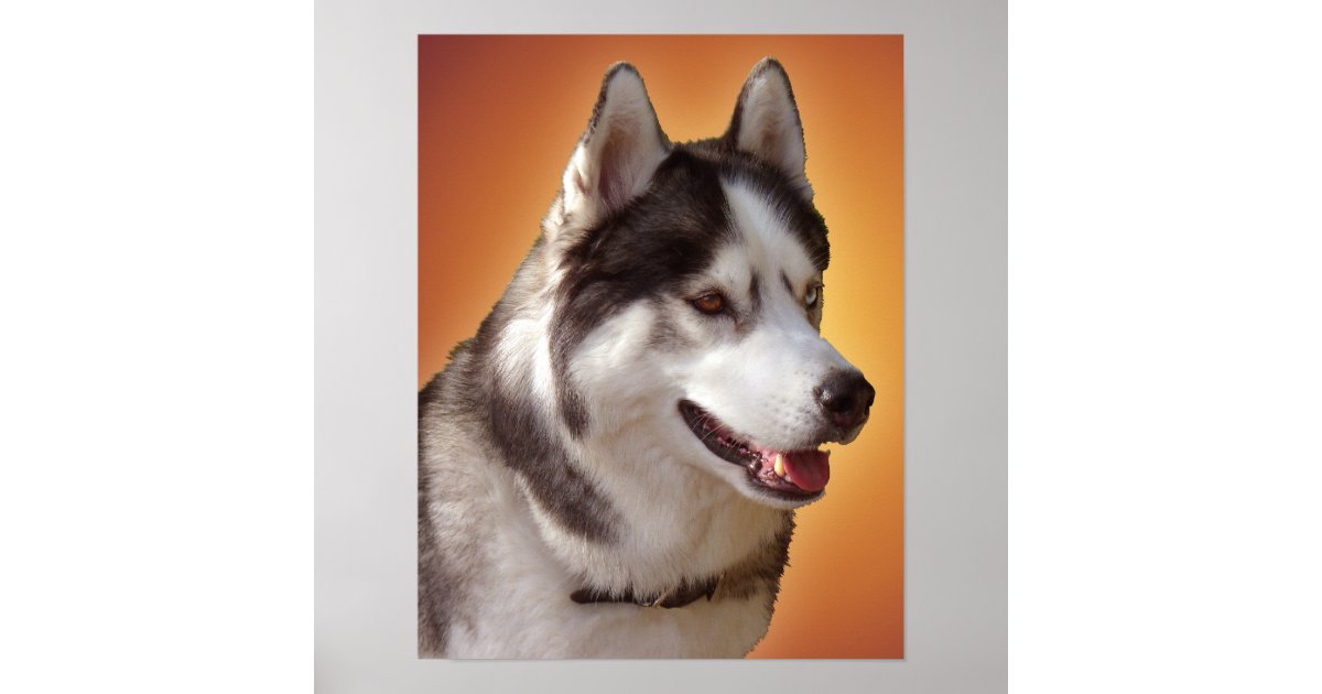 Husky Art Print Sled Dog Art Poster Husky Gifts | Zazzle