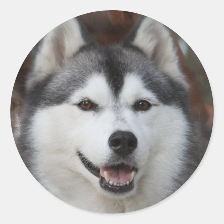 Husky Dog Sticker | Zazzle
