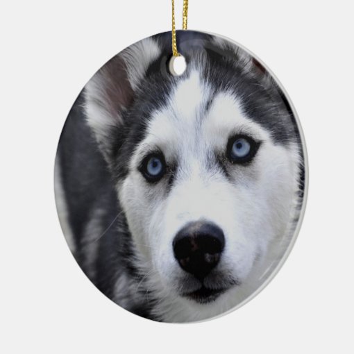 Husky Puppy Ornament | Zazzle