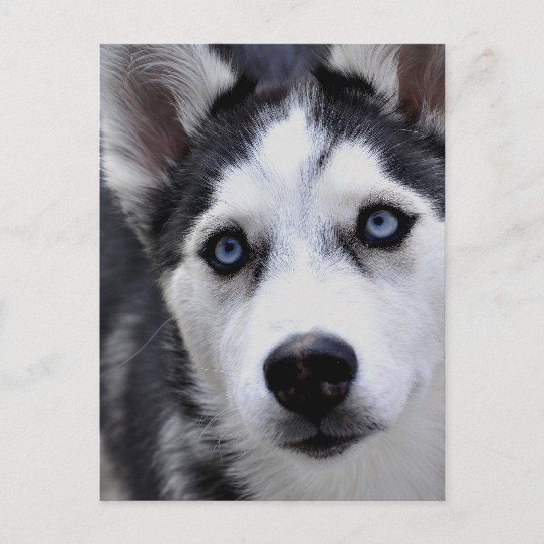 Husky Puppy Postcard | Zazzle