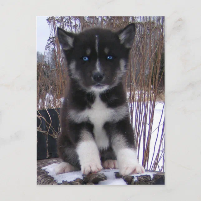 Husky Puppy Postcards | Zazzle
