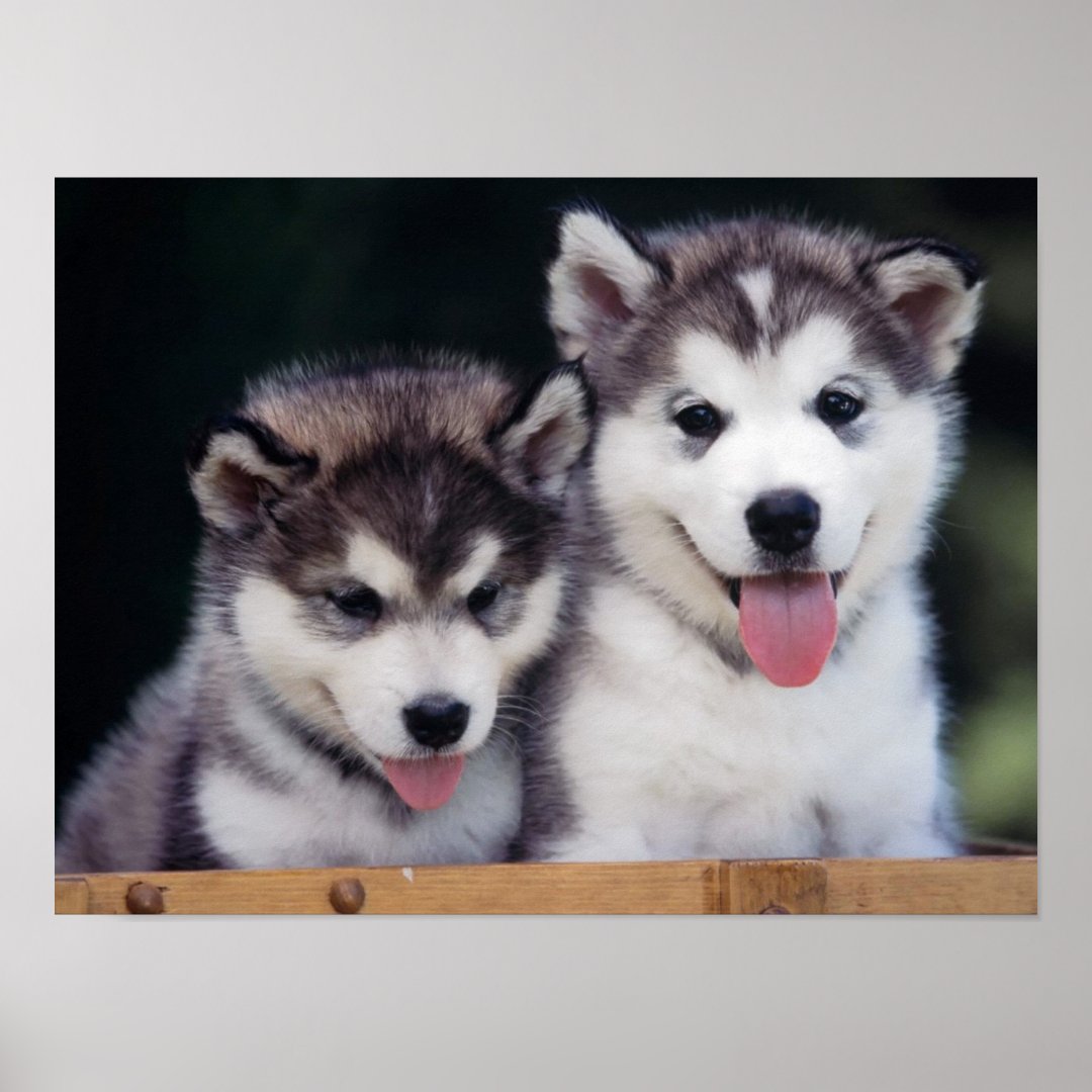 Husky Puppy Poster | Zazzle
