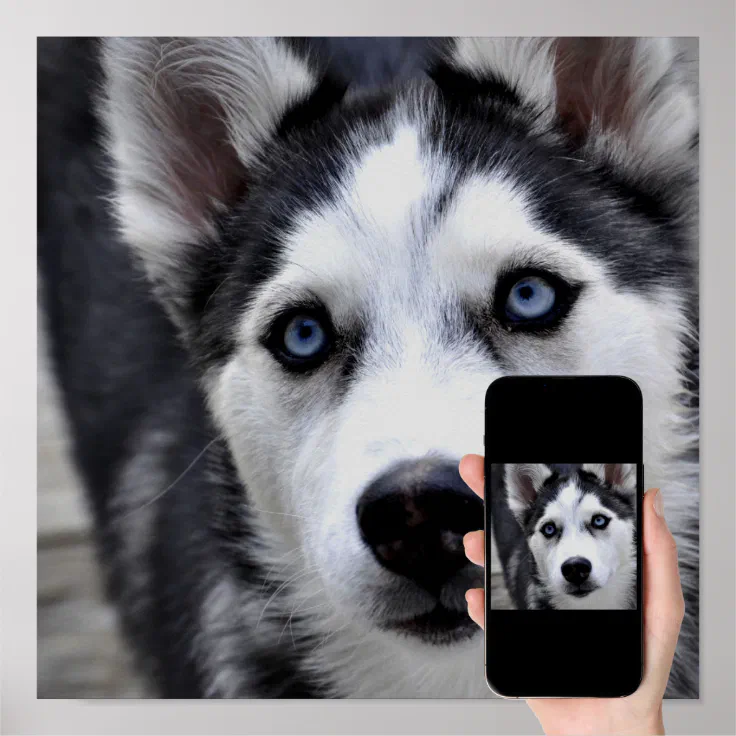 Husky Puppy Poster | Zazzle