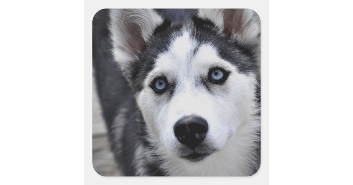 Husky Puppy Stickers | Zazzle