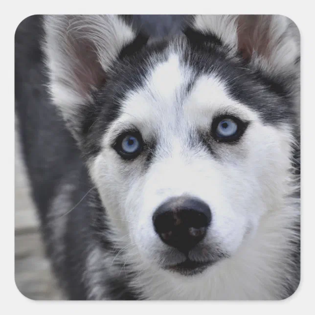Husky Puppy Stickers | Zazzle