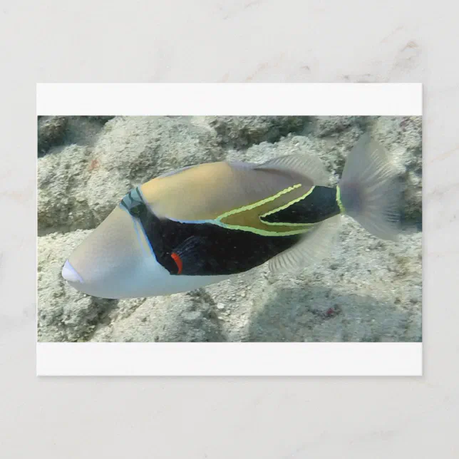 Huymuhumunukunukuapua'a Hawaii State Fish Postcard | Zazzle