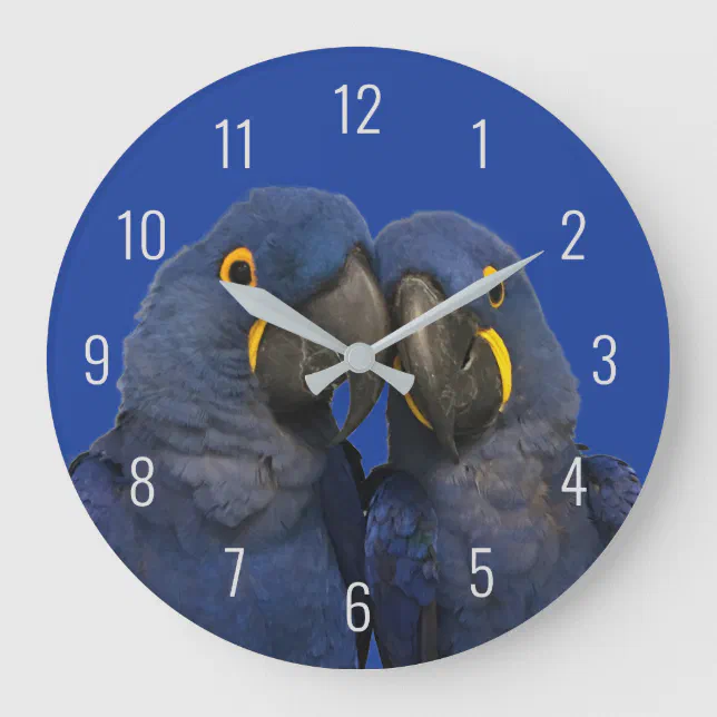 Hyacinth Macaw Parrot Bird Rare Blue Large Clock | Zazzle