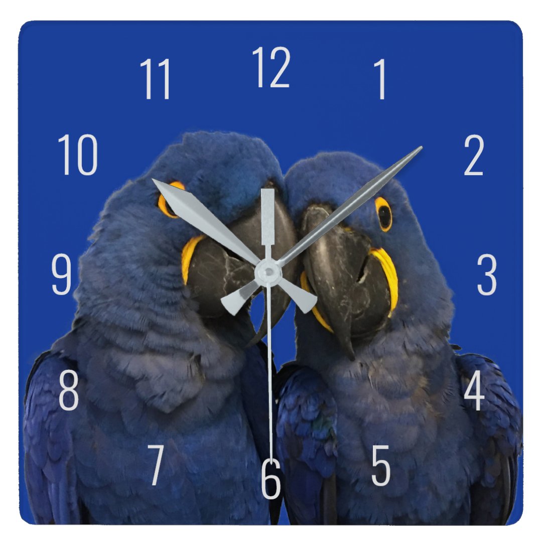 Hyacinth Macaw Parrot Bird Rare Blue Square Wall Clock | Zazzle