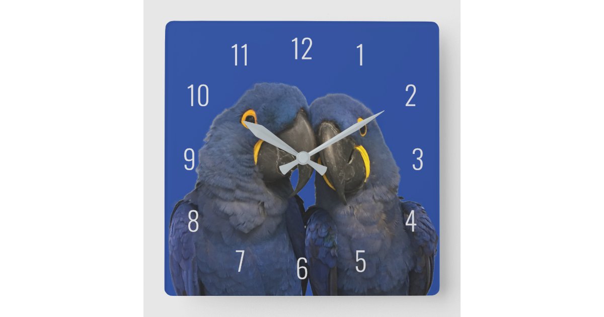 Hyacinth Macaw Parrot Bird Rare Blue Square Wall Clock | Zazzle