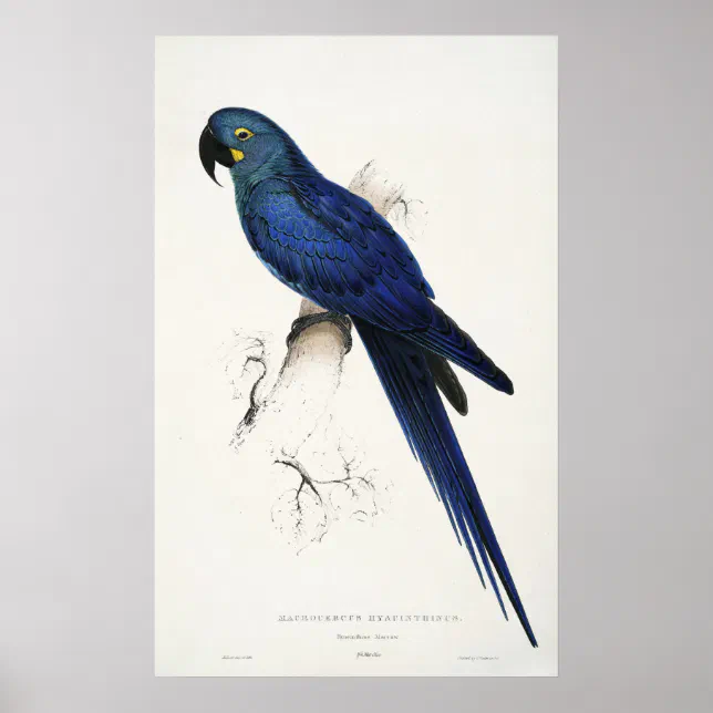 Hyacinth Macaw Poster | Zazzle