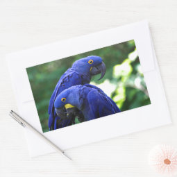 Hyacinth Macaws Rectangular Sticker | Zazzle