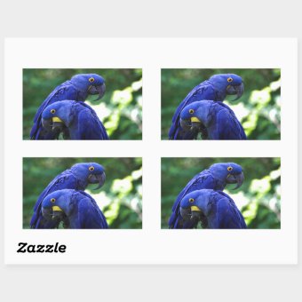 Hyacinth Macaws Rectangular Sticker | Zazzle