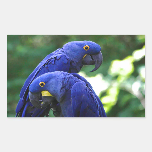 Hyacinth Macaws Rectangular Sticker | Zazzle