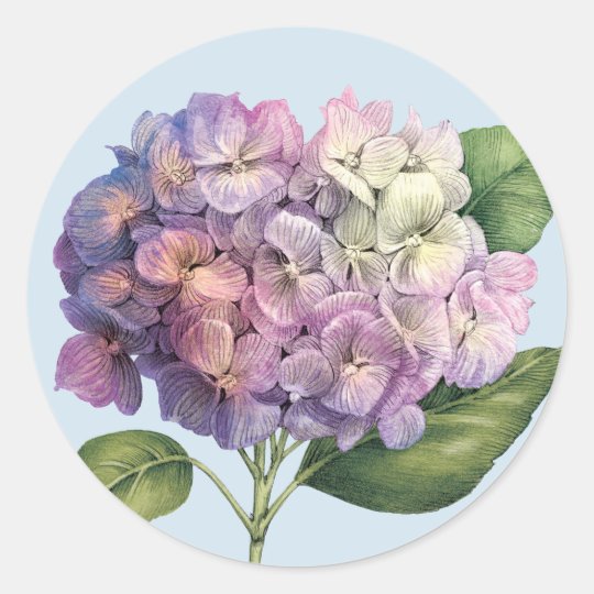 Hydrangea Bloom Classic Round Sticker | Zazzle.com