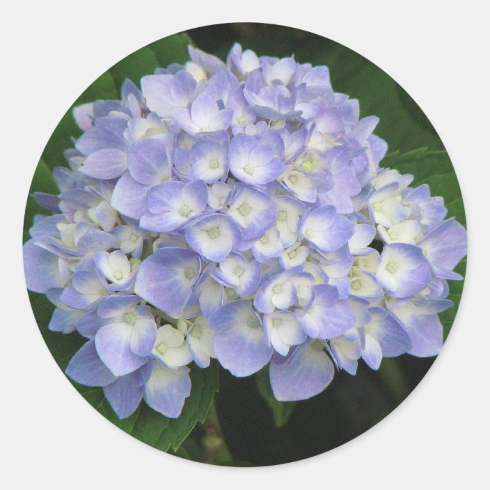 Hydrangea Classic Round Sticker | Zazzle.com