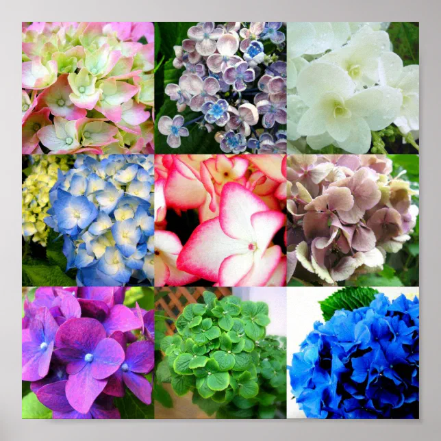 Hydrangea Collage Poster | Zazzle