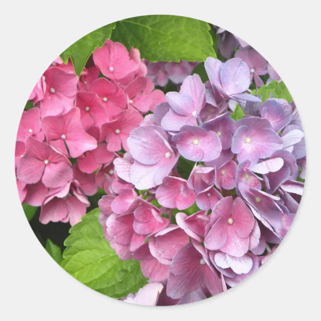 Hydrangea Floral Stickers | Zazzle