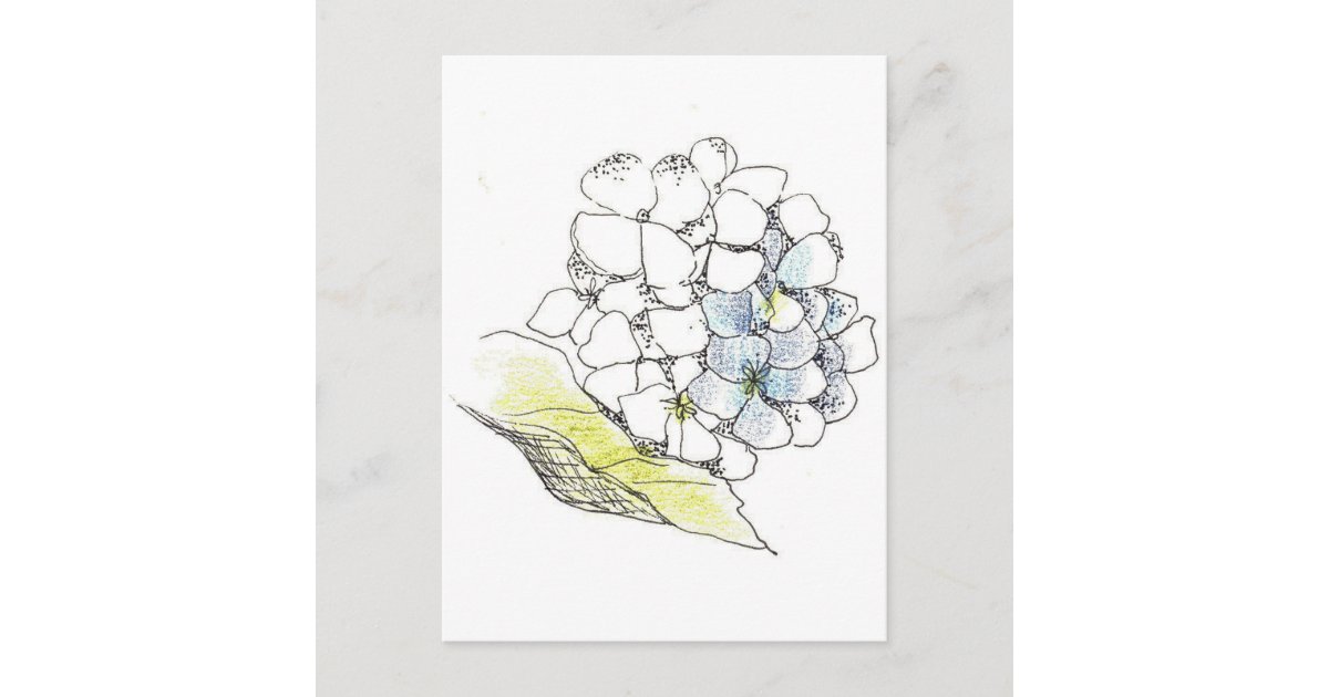 Hydrangea Flower Pen and Ink Drawing Postcard | Zazzle