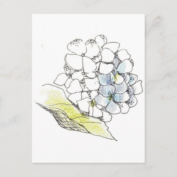 Hydrangea Flower Pen and Ink Drawing Postcard | Zazzle