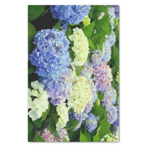 Hydrangea Mix-TISSUE WRAPPING PAPER | Zazzle