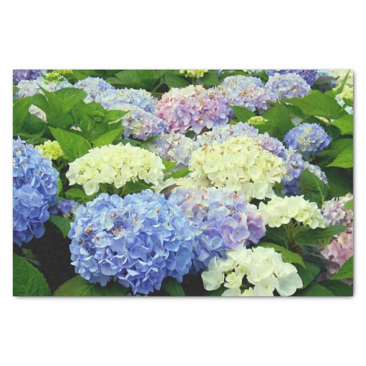 Hydrangea Mix-TISSUE WRAPPING PAPER | Zazzle