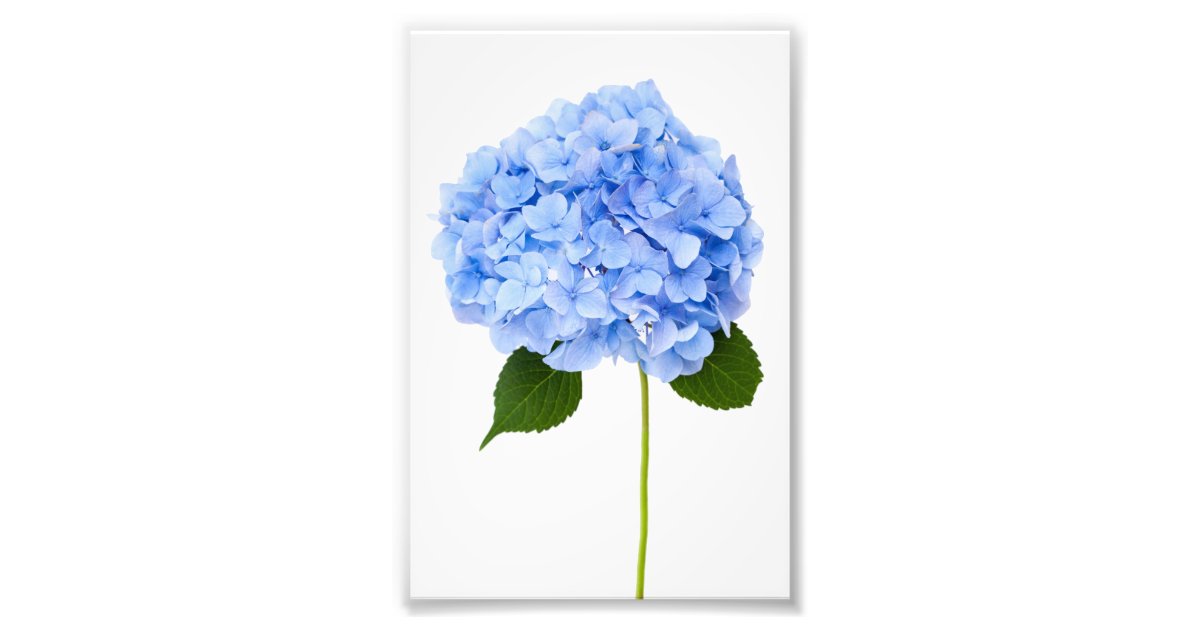 Hydrangea Photo Print | Zazzle