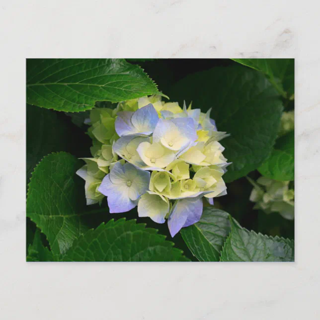 hydrangea postcard | Zazzle