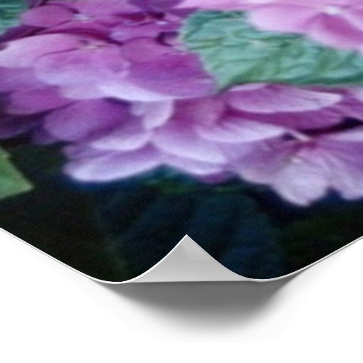 Hydrangea Poster | Zazzle