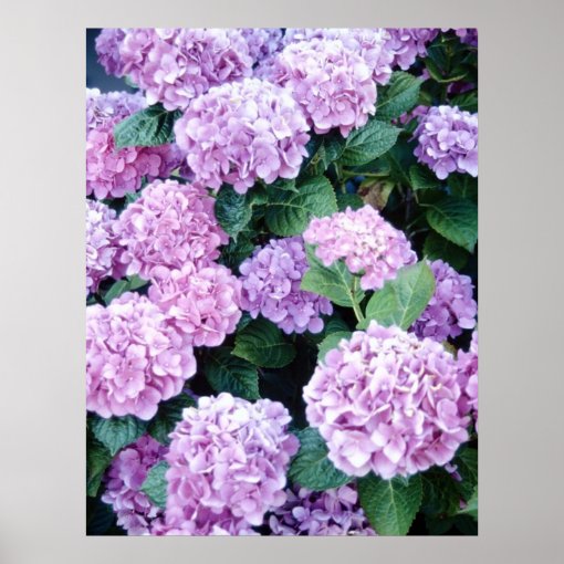 Hydrangea Poster | Zazzle