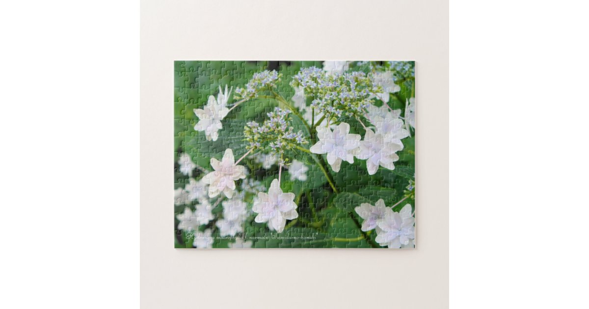 Hydrangea 'Sumida-no-hanabi' [Jigsaw puzzle: 252P] Jigsaw Puzzle | Zazzle