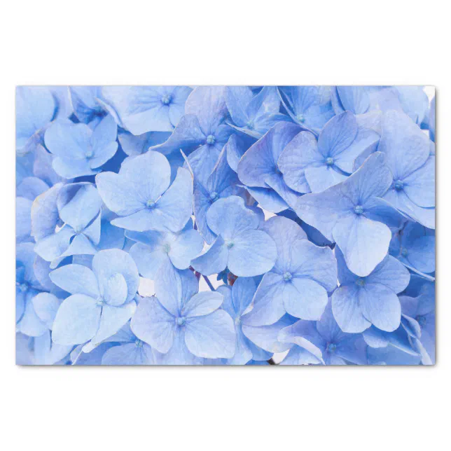 Hydrangea Tissue Paper | Zazzle
