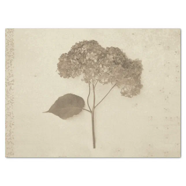 Hydrangea Vintage Antique Sepia Rustic Floral Tissue Paper | Zazzle