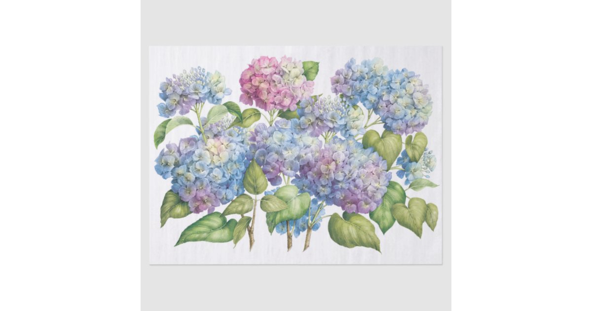 Hydrangeas in Bloom Tissue Paper | Zazzle