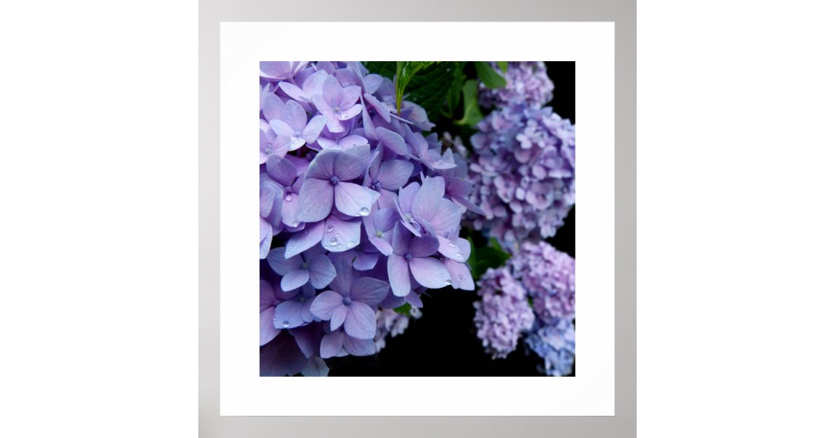 Hydrangeas Poster | Zazzle