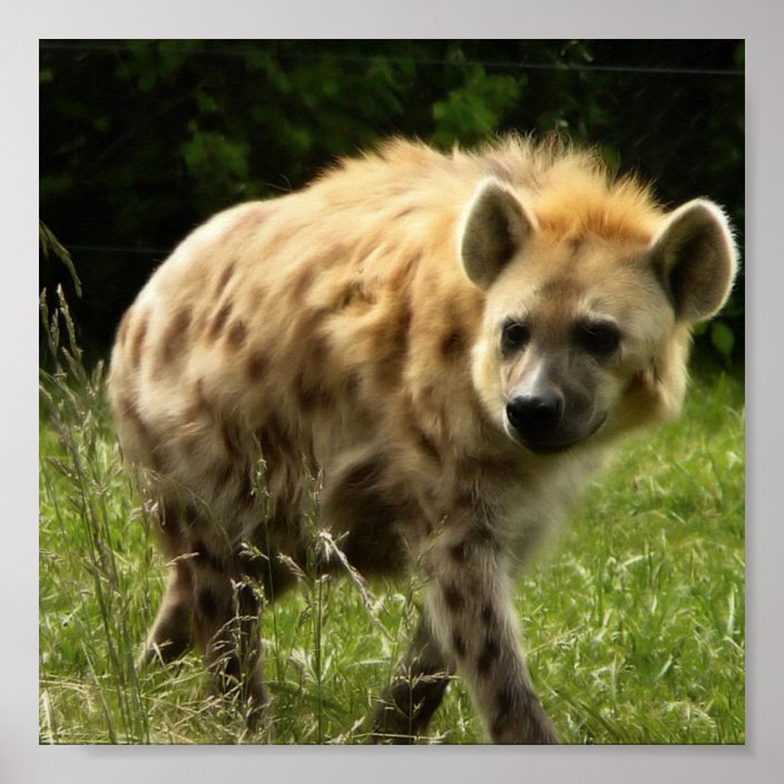 Hyena Poster Print | Zazzle.com