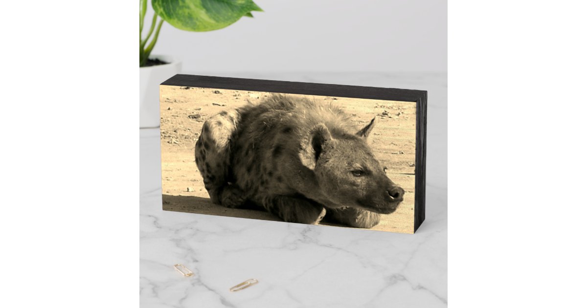 Hyena Wooden Box Sign | Zazzle
