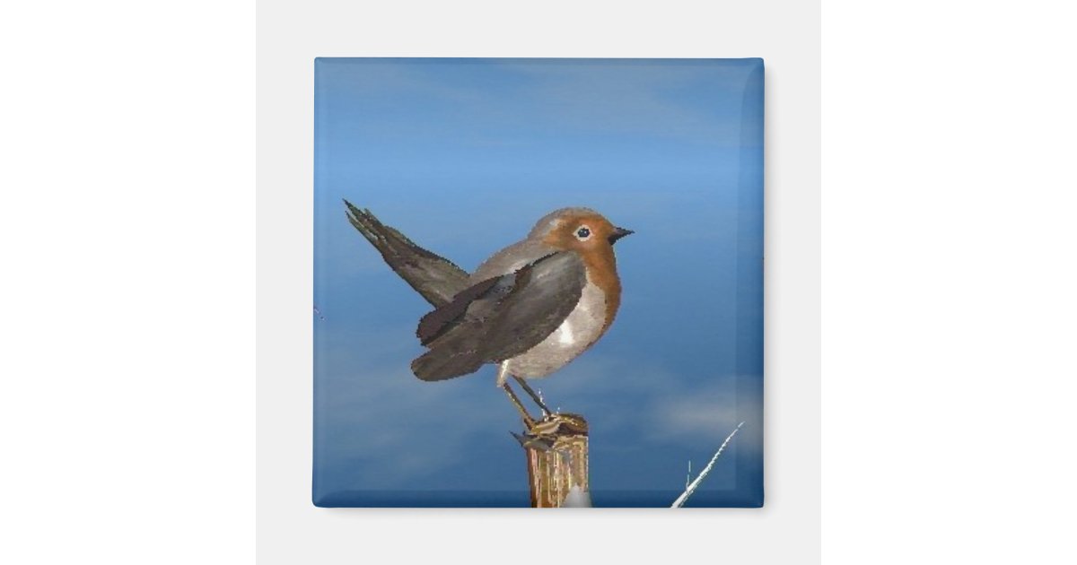 HYPER BIRDS / ROBIN RED BREAST MAGNET | Zazzle