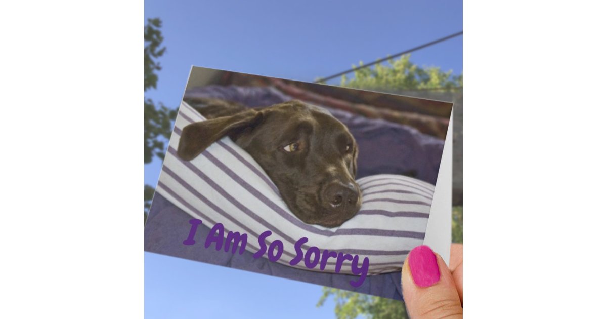 I Am So Sorry Labrador Retriever Belated Birthday Card | Zazzle