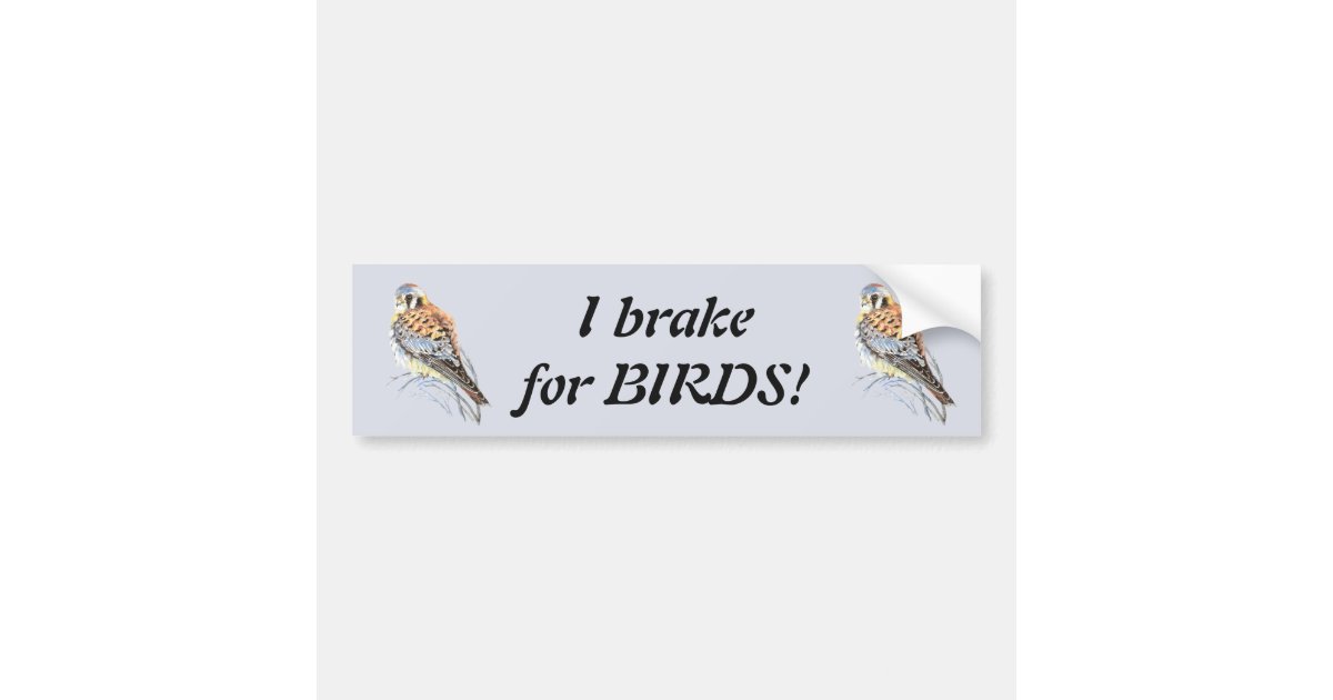 I brake for Birds - Birding Kestrel Watercolor Bumper Sticker | Zazzle